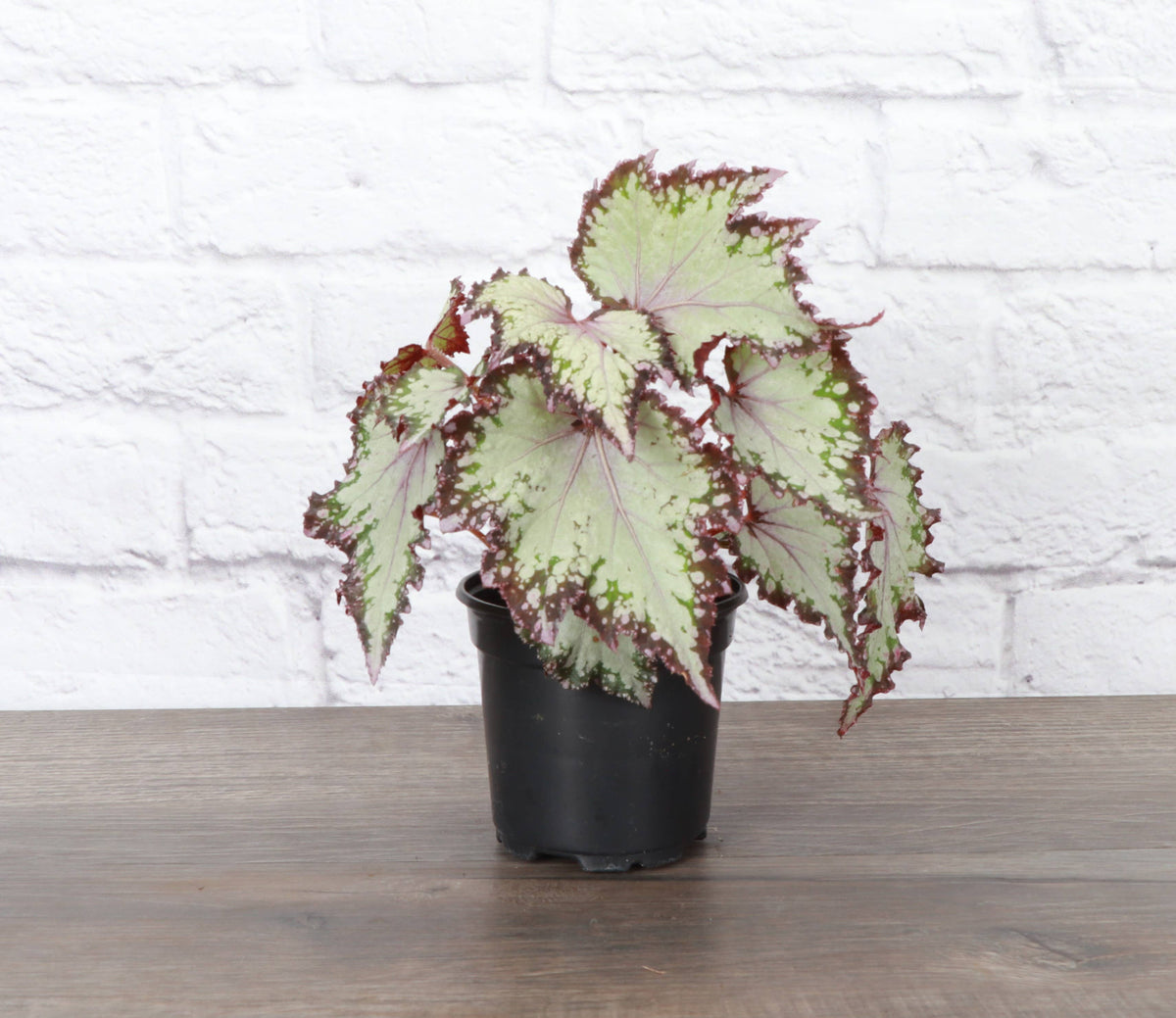 Rex Begonia - 4" Live Plant - Assorted Color | Grace on Broadway